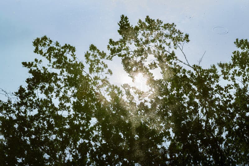Sunlight Illuminating the Branches of Trees Under the Sky Stock Photo ...