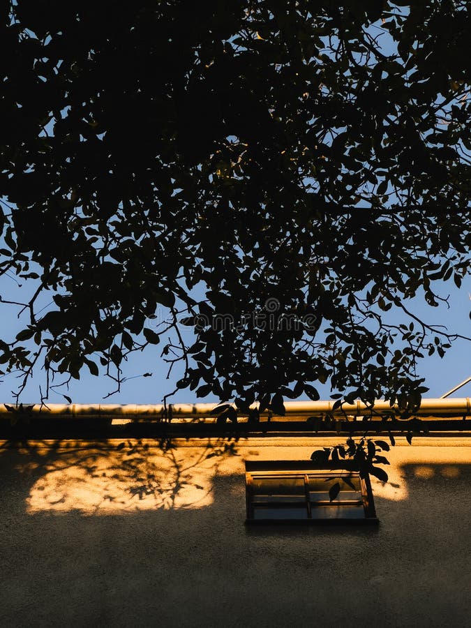 Tree Shadows on Glass in Frost Stock Image - Image of details, crystal ...