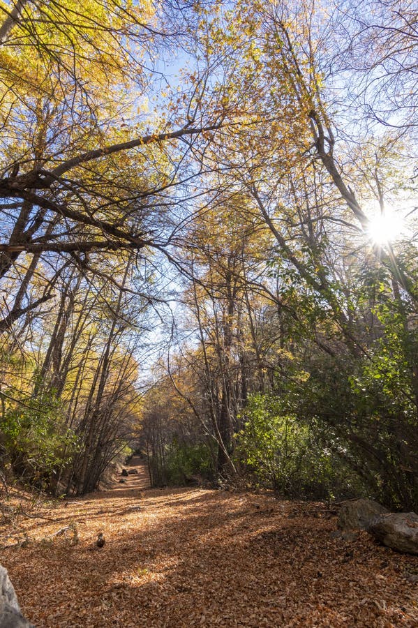 Sunlight Illuminating the Forest Path. Stock Image - Image of ground ...