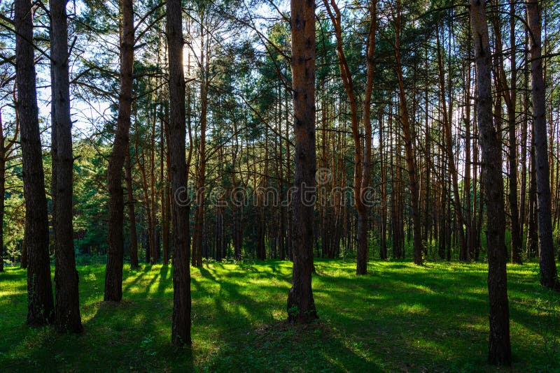 Sunlight Illuminating Green Grass and Tree Trunks in a Forest, Creating ...