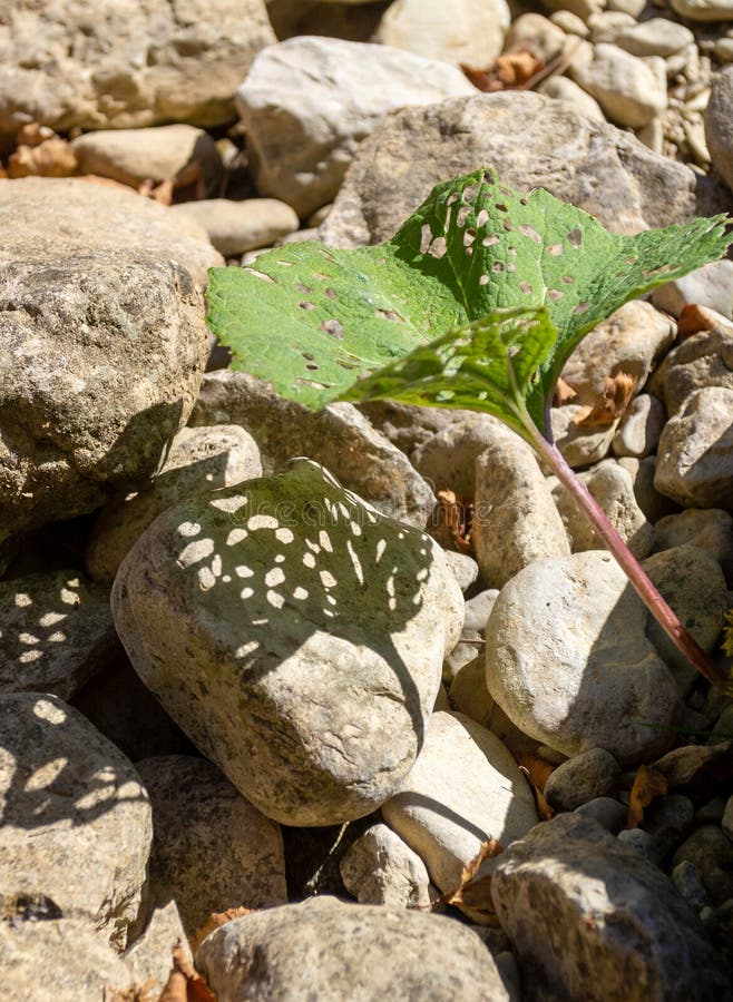 Sunlight Illuminating Plants and Stones, a Leaf Creating a Projection ...