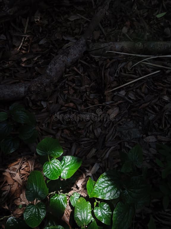 Sunlight on leaf blower stock photo. Image of leaf, break - 273739096