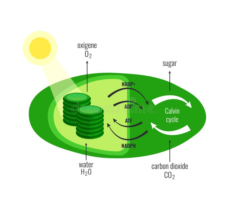 Calvin Cycle Diagram For Kids