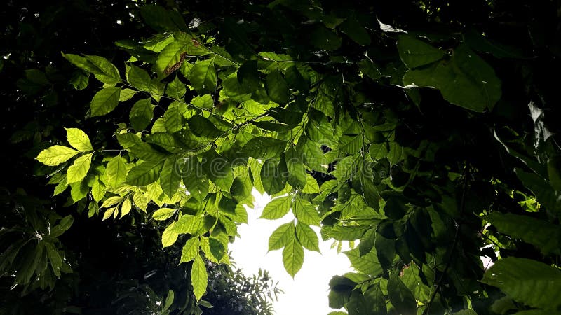 Sunlight with Leaves, Leaves Nature Green Leave with Empty Space, Stock ...