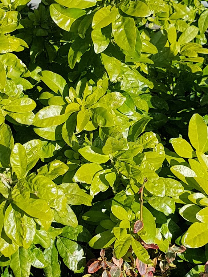 Sunlight Leaves Plant Bush Green Shadow Stock Photo - Image of leaves ...