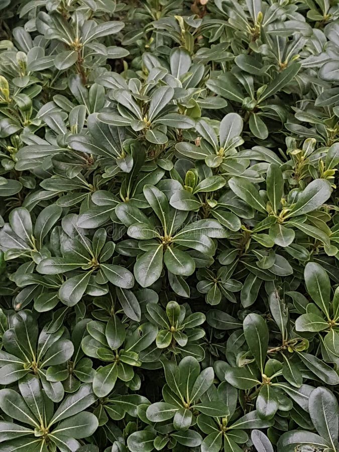 Sunlight Leaves Plant Bush Green Shadow Pathway Stock Photo - Image of ...