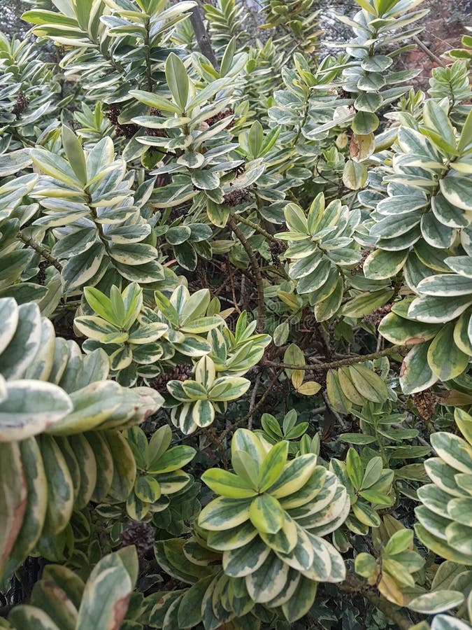 Sunlight Leaves Plant Bush Green Shadow Pathway Stock Photo - Image of ...