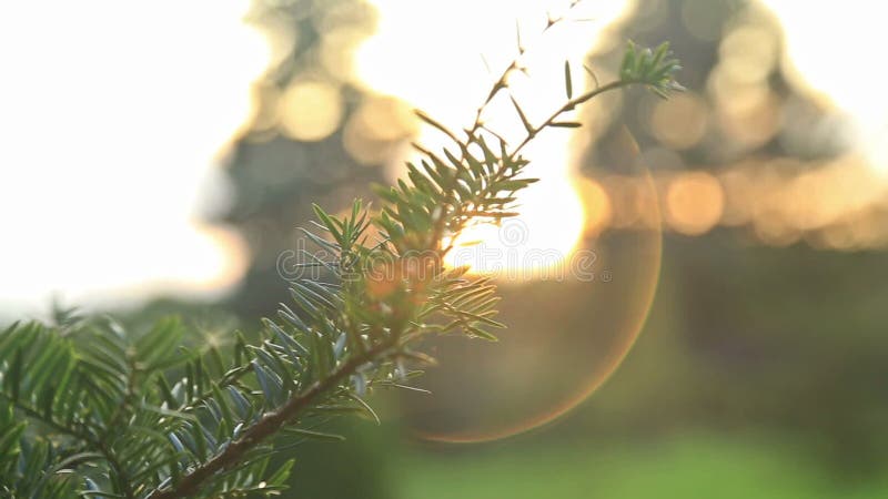 Sunlight and Lens Flare,tree Leaves Stock Video - Video of pattern ...
