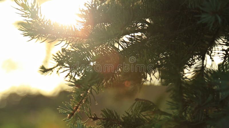 Sunlight and Lens Flare,tree Leaves Stock Footage - Video of scenic ...