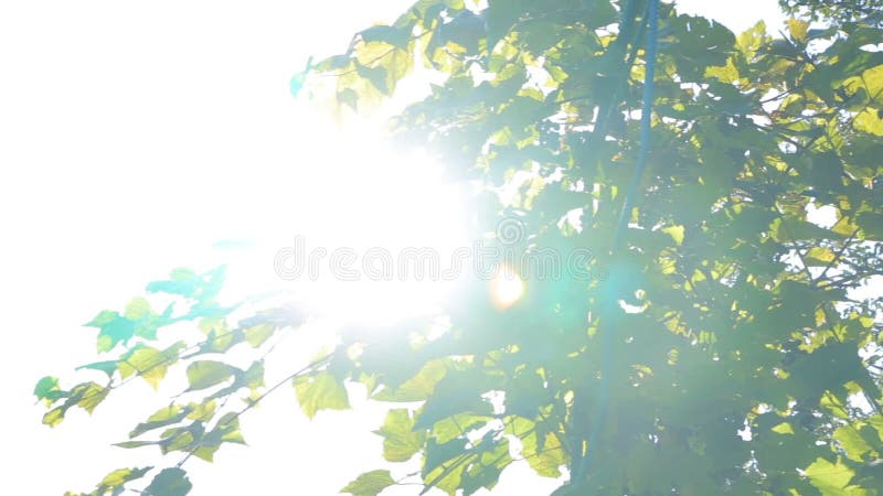 Sunlight and Lens Flare,tree Leaves Stock Video - Video of bright ...