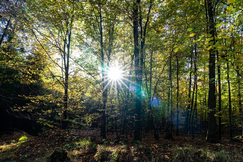 Sunlight Like a Star through Colorful Leaves in Fall Stock Image ...