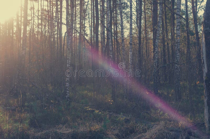 Sunlight Lilac in the Morning Spring Forest. Stock Image - Image of ...