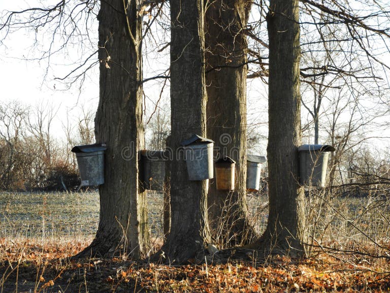 Morning Sunlight on Maple Syrup Buckets in Woods Stock Photo - Image of ...