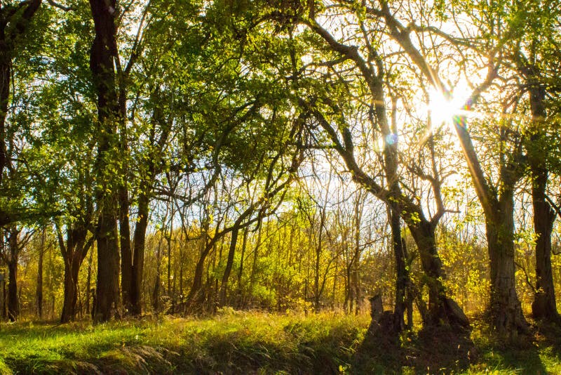 Kansas Sunset Field stock image. Image of sunset, field - 92241041