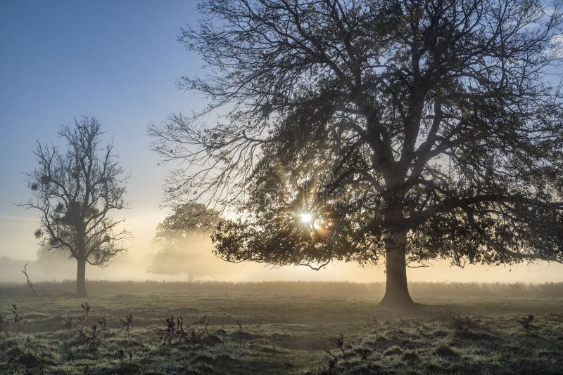 Sunlight through the mist stock image. Image of magical - 262640505