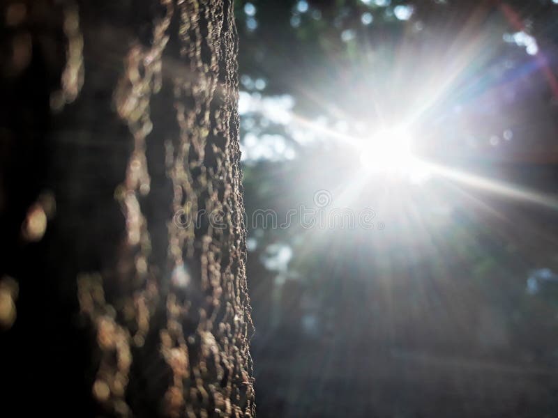 Sunlight stock photo. Image of sunlight, rainbow, morning - 164028634