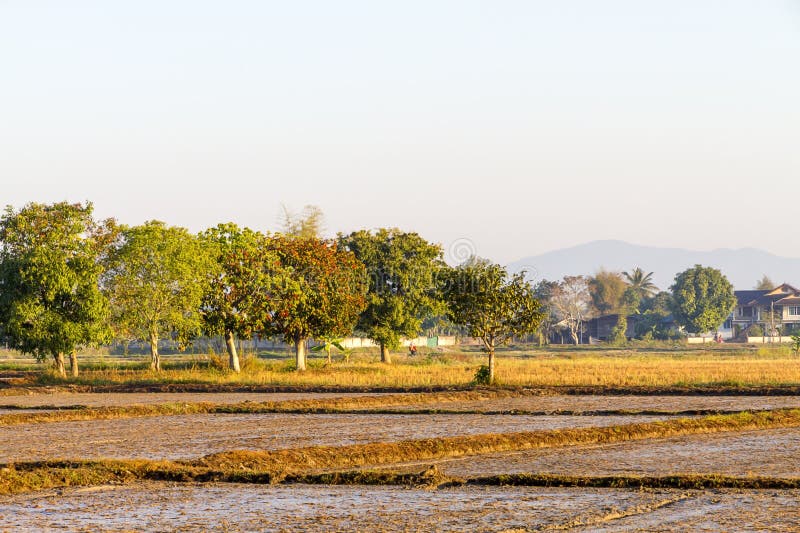 Sunlight Morning on the Winter Stock Photo - Image of season, grass ...