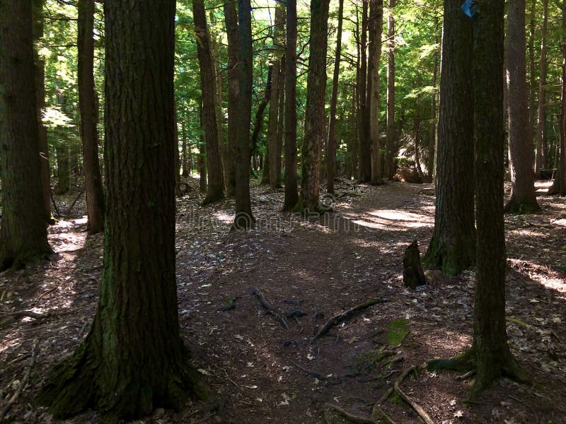 Oak trees on the trail stock image. Image of trees, oaks - 192991347