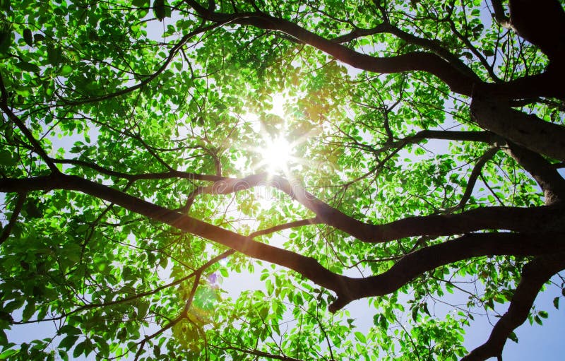 Sunlight Pass through the Trees Stock Photo - Image of foliage, noon ...