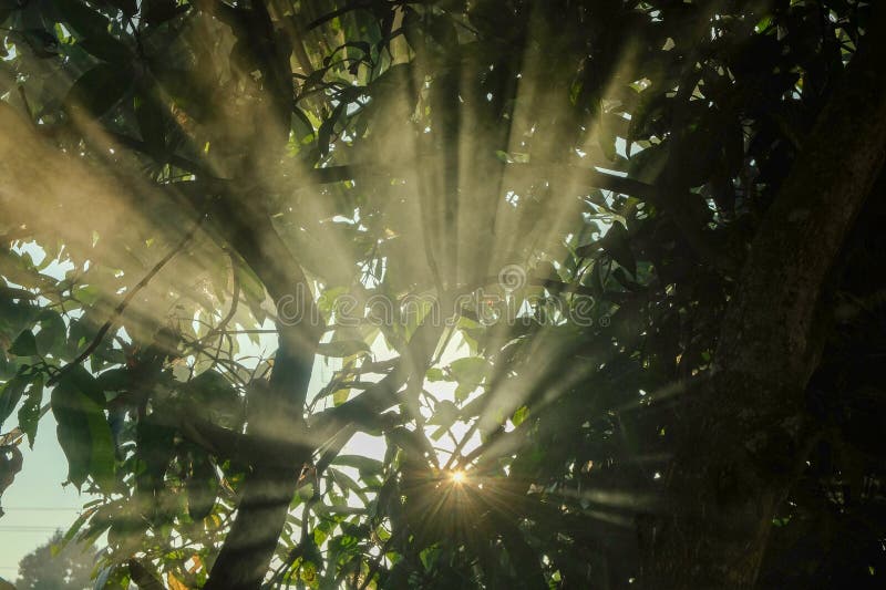 Sunlight Passes through Tree Branches To Form a Dramatic Glow Stock ...