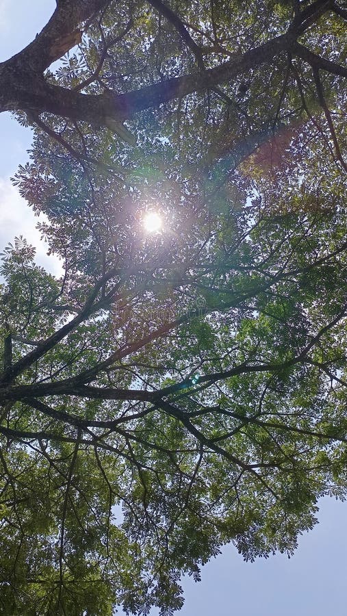 Sunlight Passing between Tree Branches Stock Photo - Image of passing ...