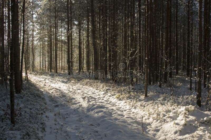 Forest after snow fall stock photo. Image of sunshine - 64225142