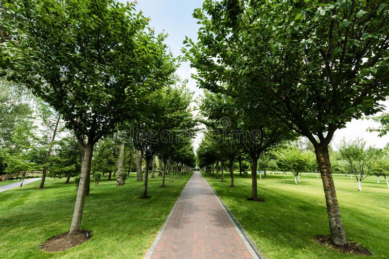 Sunlight on Path with Shadows from Trees Stock Photo - Image of outside ...
