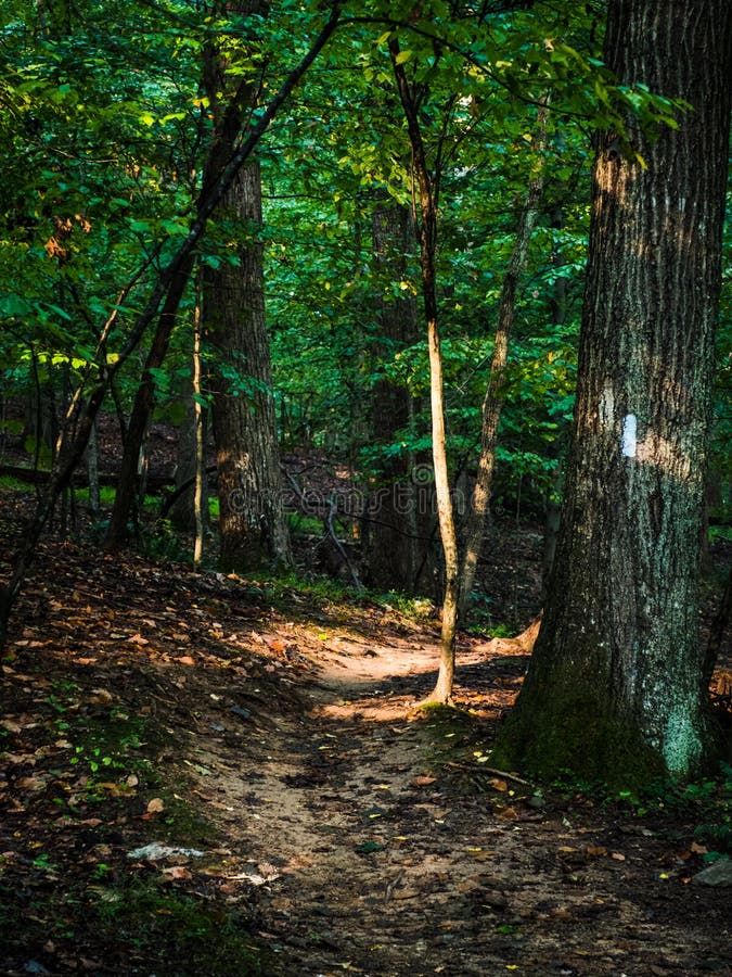 Sunlight on a Path through the Woods Stock Image - Image of forest ...