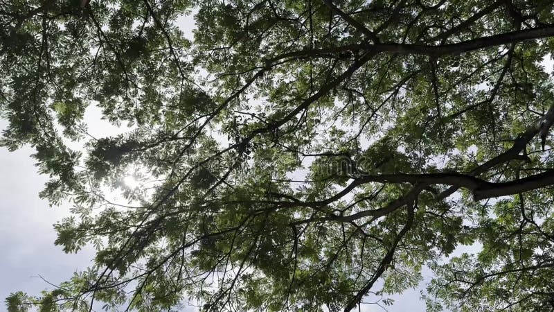 Sunlight Peeking through a Dense Canopy of Green Tree Leaves Stock ...
