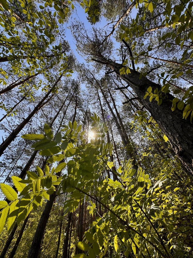 Sunlight Peeking through a Lush Forest Canopy - POLAND Stock Photo ...