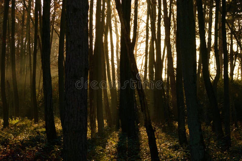 Sunlight Peeking through Tall Trees in Forest Stock Photo - Image of ...