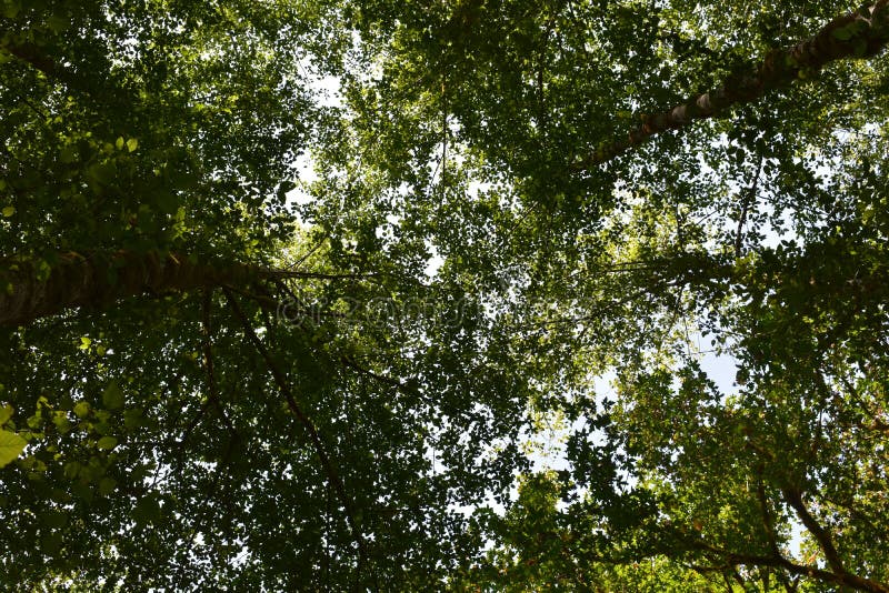 Sunlight Peeking through the Tree Canopy Stock Image - Image of meadow ...