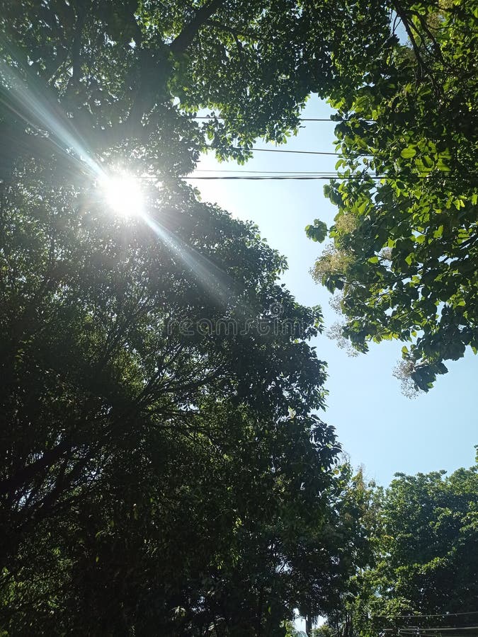 Sunlight Peeking through the Trees Stock Image - Image of trees, tree ...