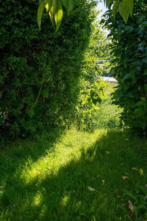 Sunlight Peering through a Small Divide in a Large Green Hedge.. Stock ...