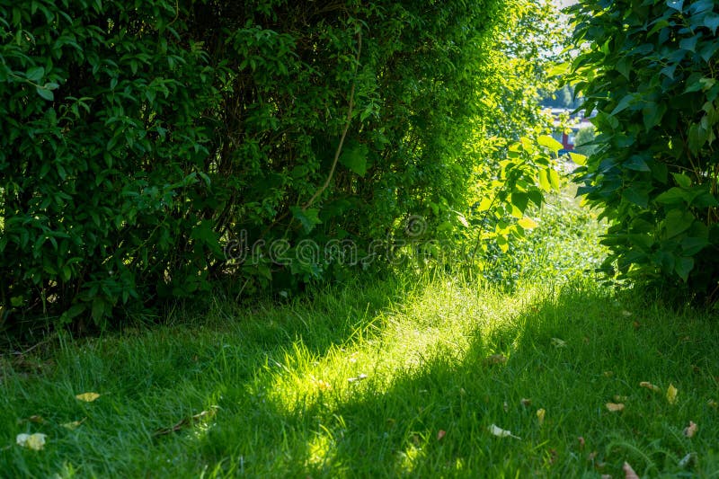 Sunlight Peering through a Small Divide in a Large Green Hedge.. Stock ...