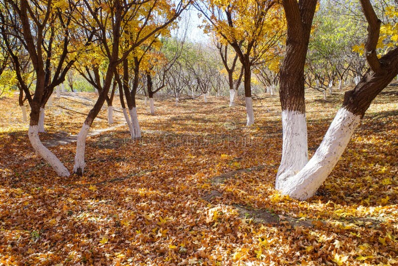 Forest with Colorful Leaves with Sunlight in Autumn Stock Photo - Image ...