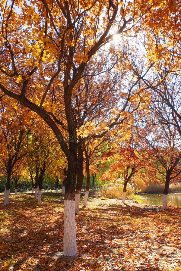 Tree with Colorful Leaves with Sunlight in Autumn Stock Image - Image ...