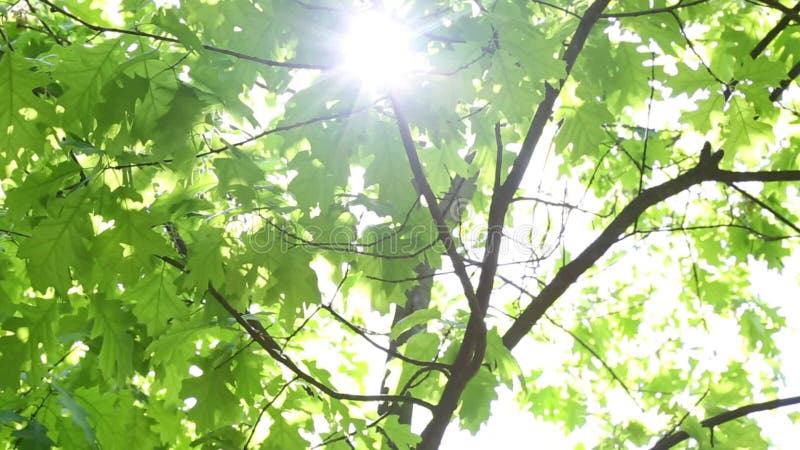 Dynamic Light Patterns through Lush Maple Foliage with Shifting ...