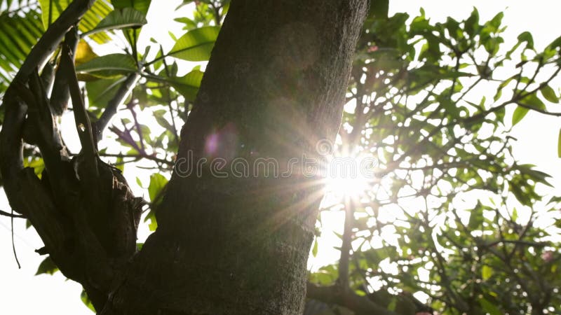 Sunlight Piercing through the Branches and Leaves of a Tree Stock ...