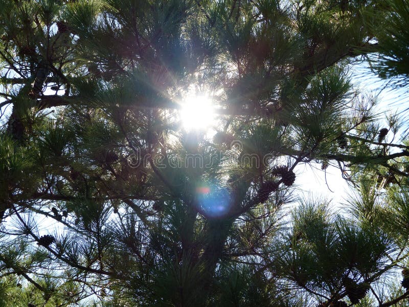 Sunlight through the Pine Trees Stock Image - Image of tree, trees ...