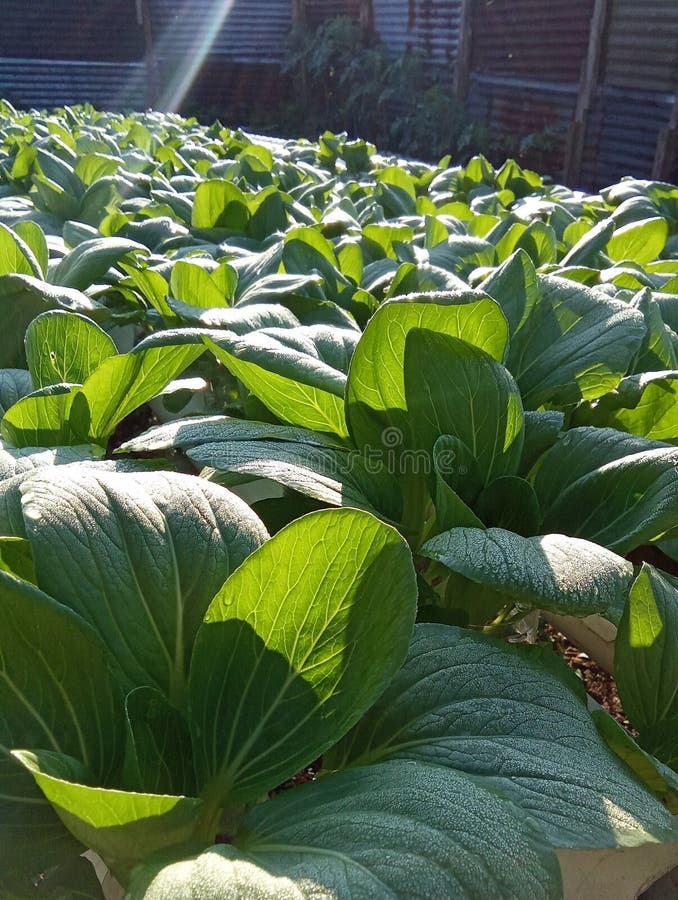 Sunlight for plants stock photo. Image of nature, food - 302990686