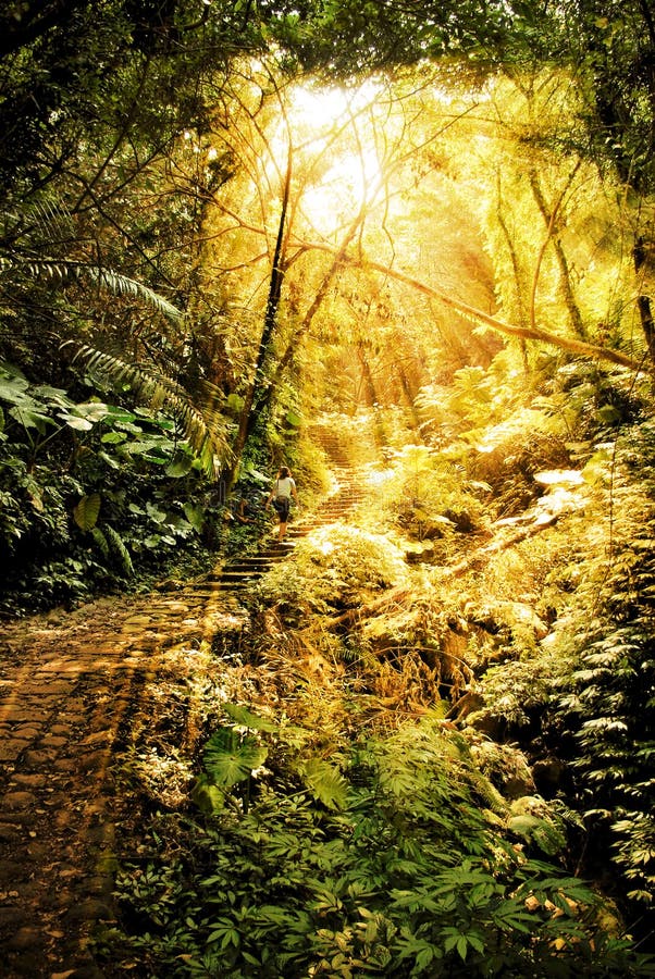 Sunlight in rain forest stock photo. Image of foliage - 4046104