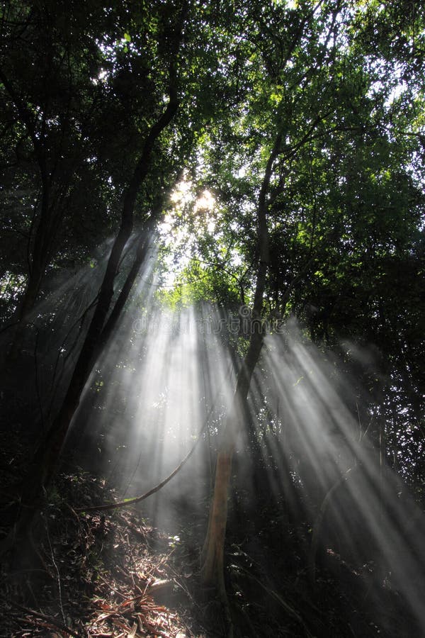 Sunlight rays stock photo. Image of energy, nature, leaves - 15721956