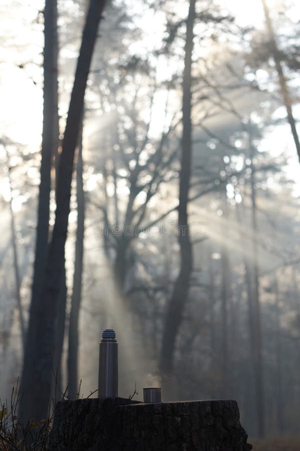 Sunlight Rays Going through Trees and Mist and Lighting Thermos and Cup ...