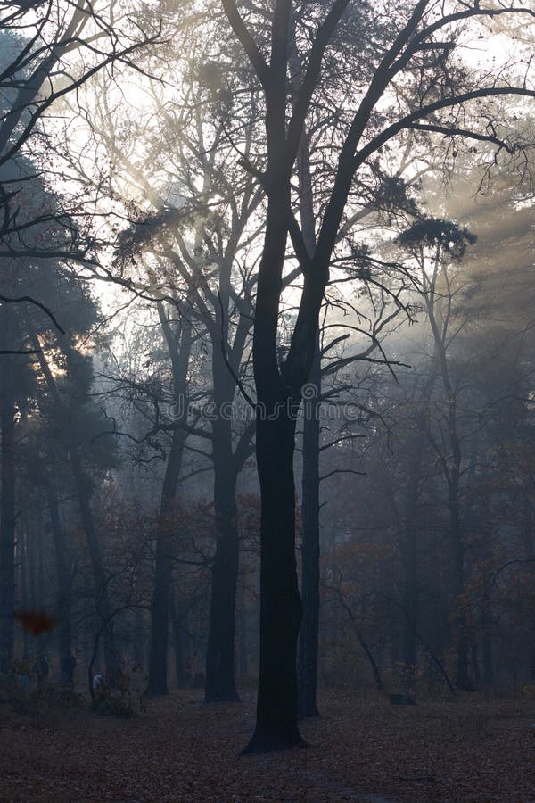 Sunlight Rays Going through Trees and Mist Stock Image - Image of mist ...