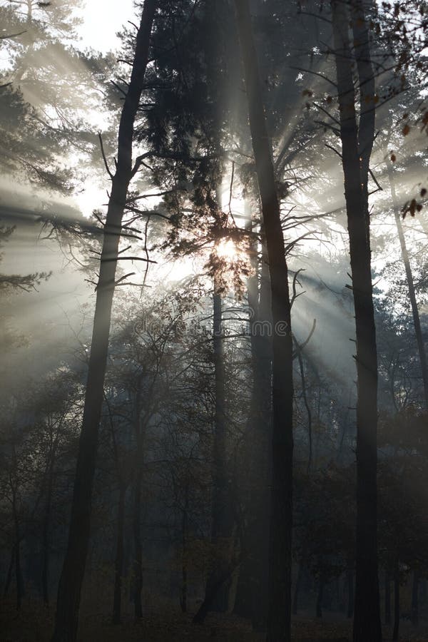 Sunlight Rays Going through Trees and Mist Stock Photo - Image of tree ...