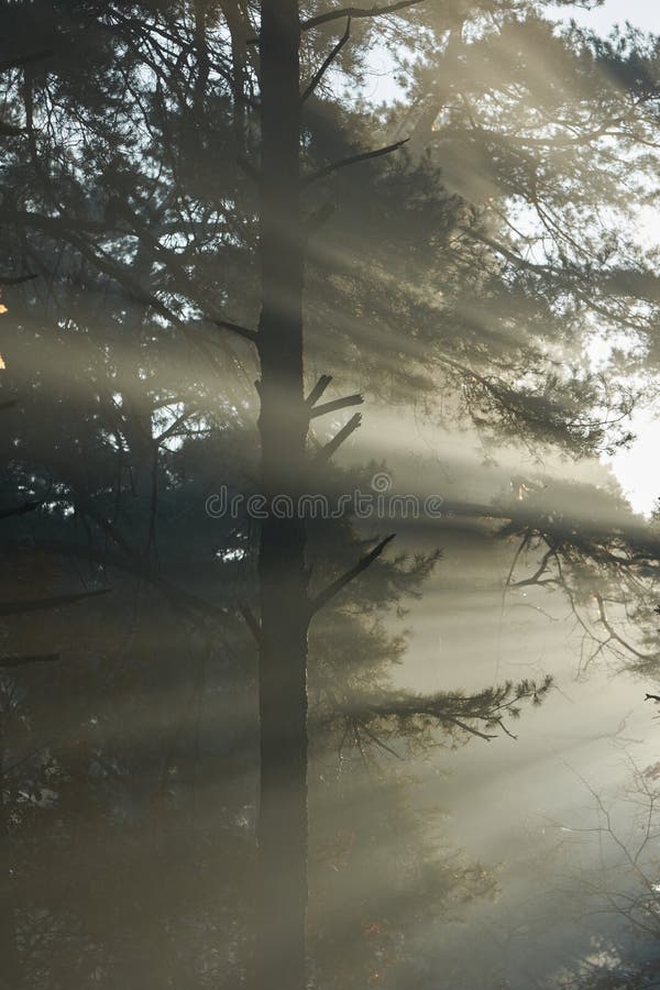 Sunlight Rays Going through Trees and Mist Stock Photo - Image of trees ...