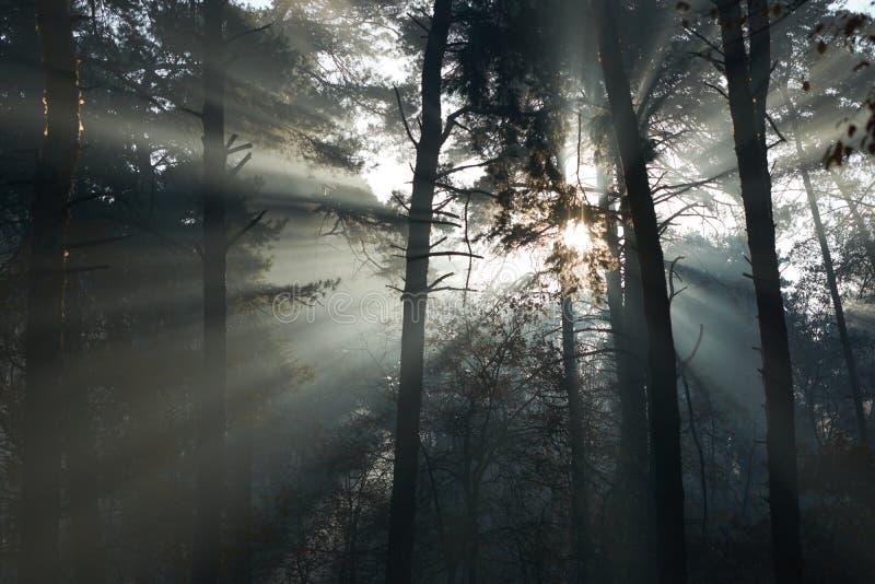 Sunlight Rays Going through Trees and Mist Stock Photo - Image of beam ...