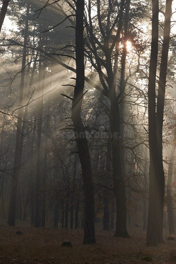 Sunlight Rays Going through Trees and Mist Stock Photo - Image of wood ...