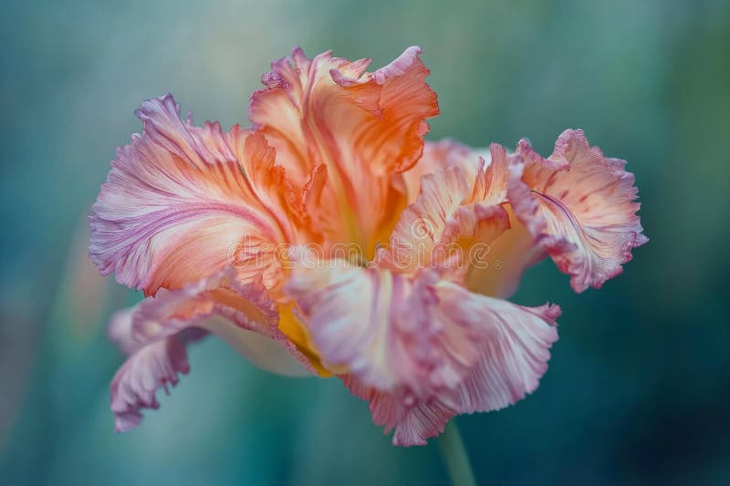 Sunlight Red Orange Tulips Thrive Grow Garden Stock Photos - Free ...